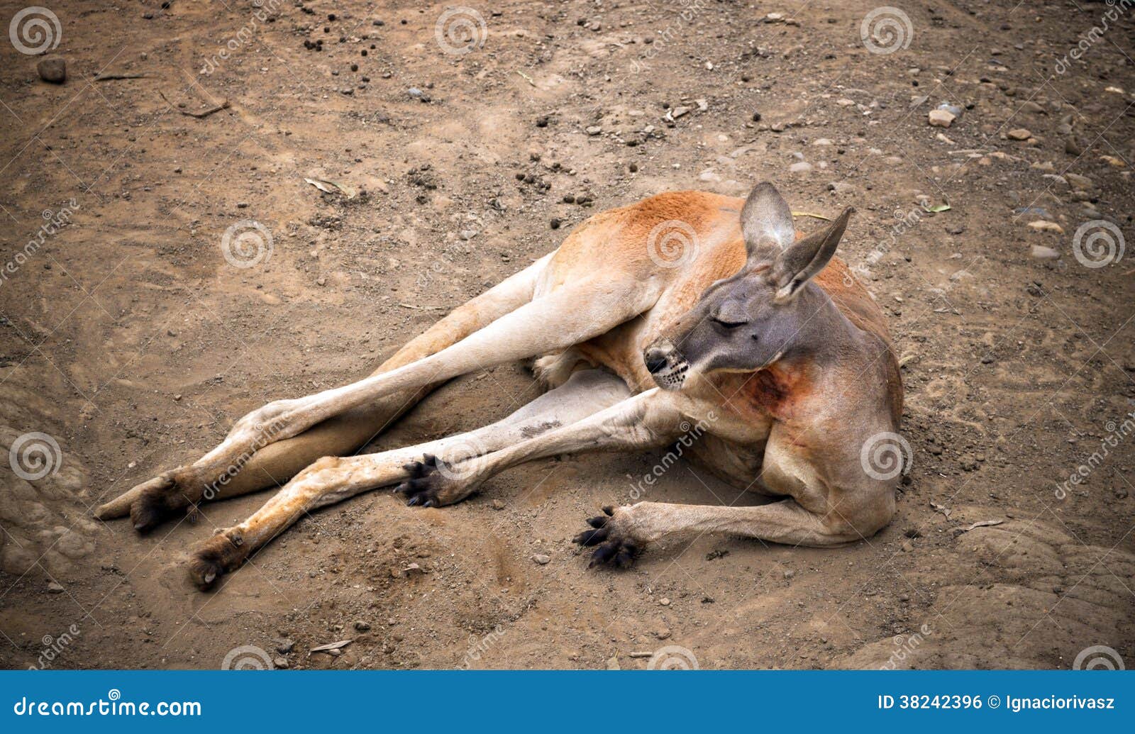 Old kangaroo stock photo. Image of queensland, marsupial - 38242396
