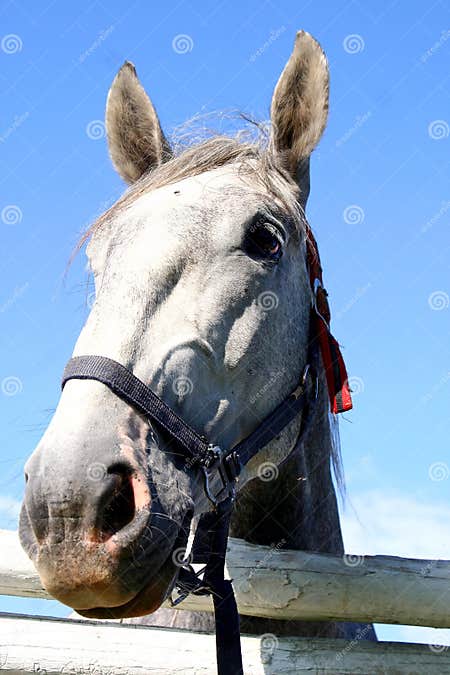 Old Kladruby Horse Behind Pound Stock Photo - Image of outside ...