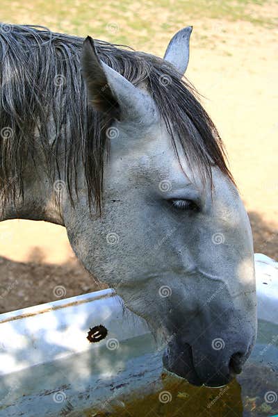 Old kladruby horse drinks stock photo. Image of andmark - 10576818
