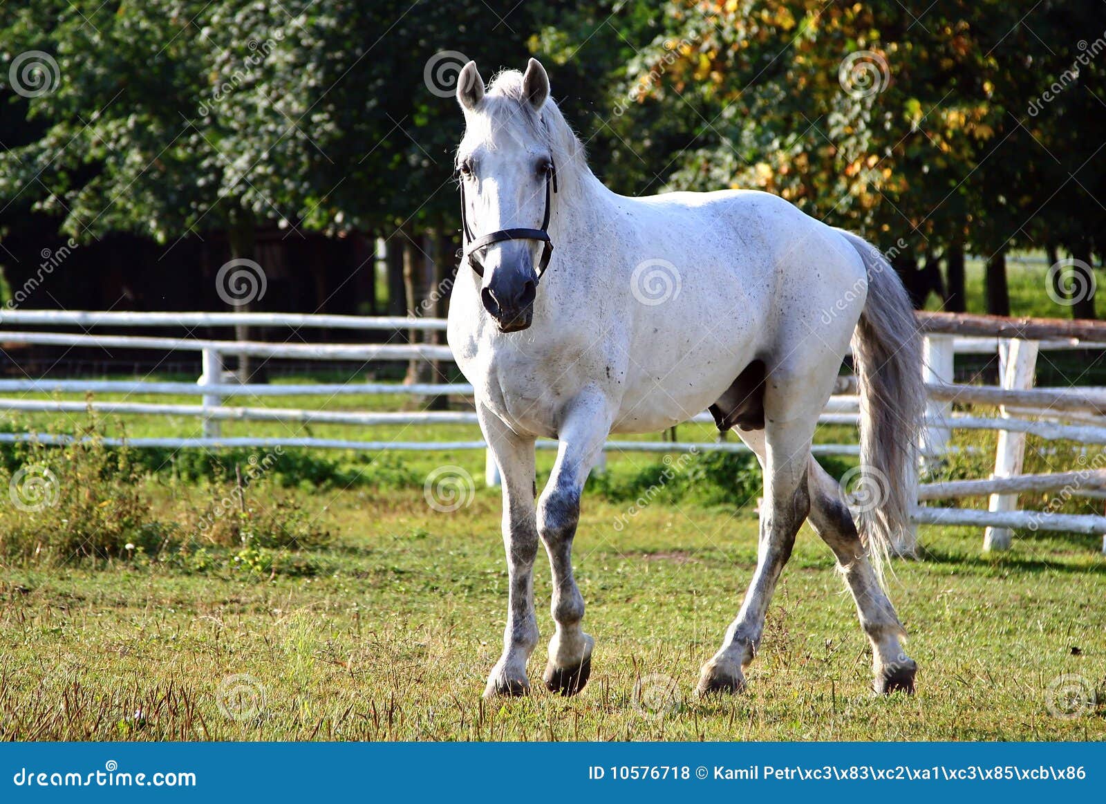 Old Kladruby Horse in Egress Stock Photo - Image of outdoors, cattle ...