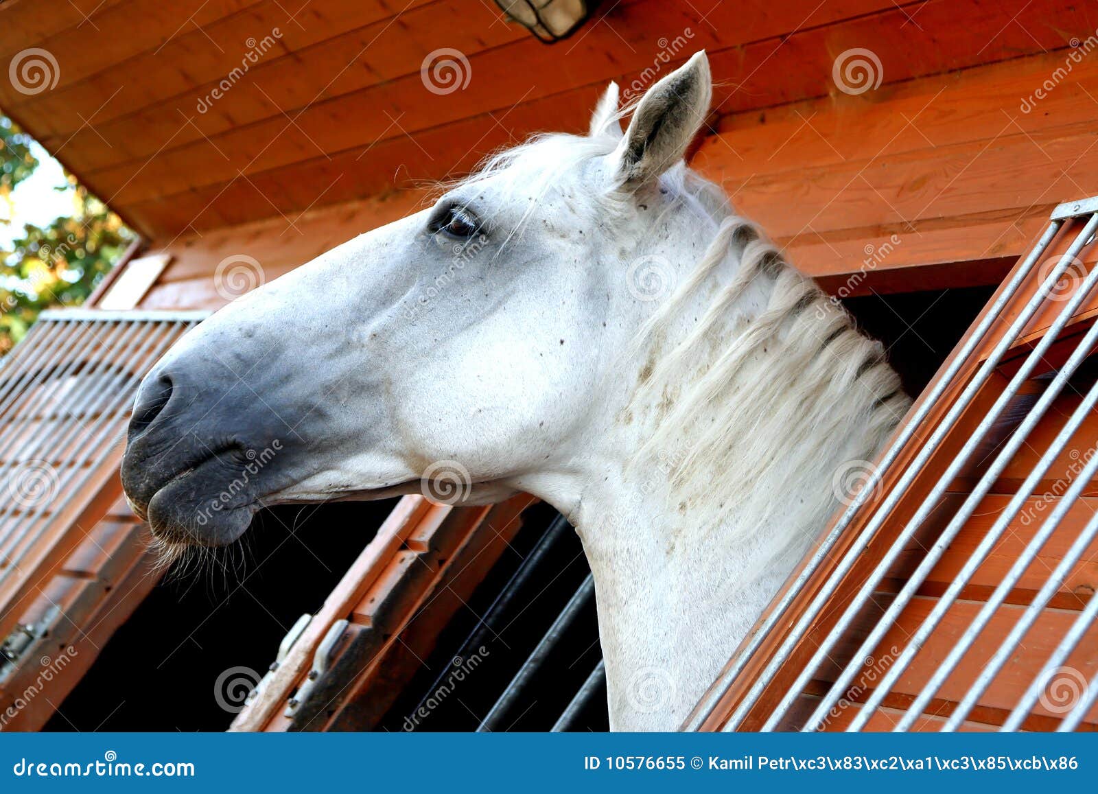 Old Kladruby horse head stock image. Image of white, domestic - 10576655