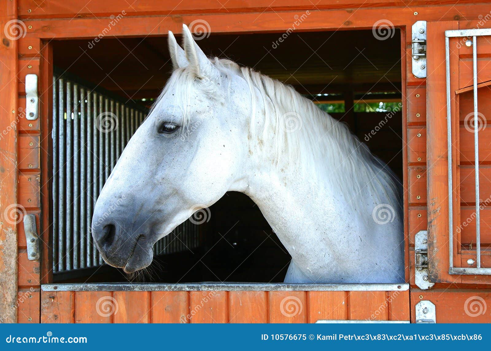 Old Kladruby Horse in Stable Stock Image - Image of bohemia, farming ...