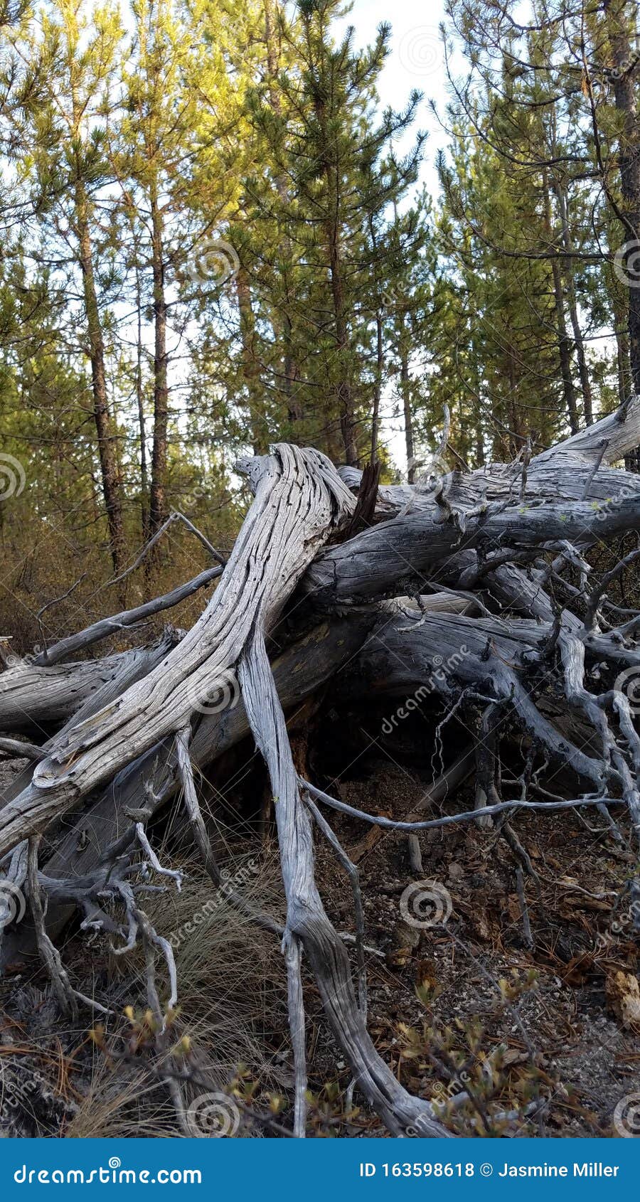 Old Knarled Root Wad in the Forest Stock Photo - Image of forest ...