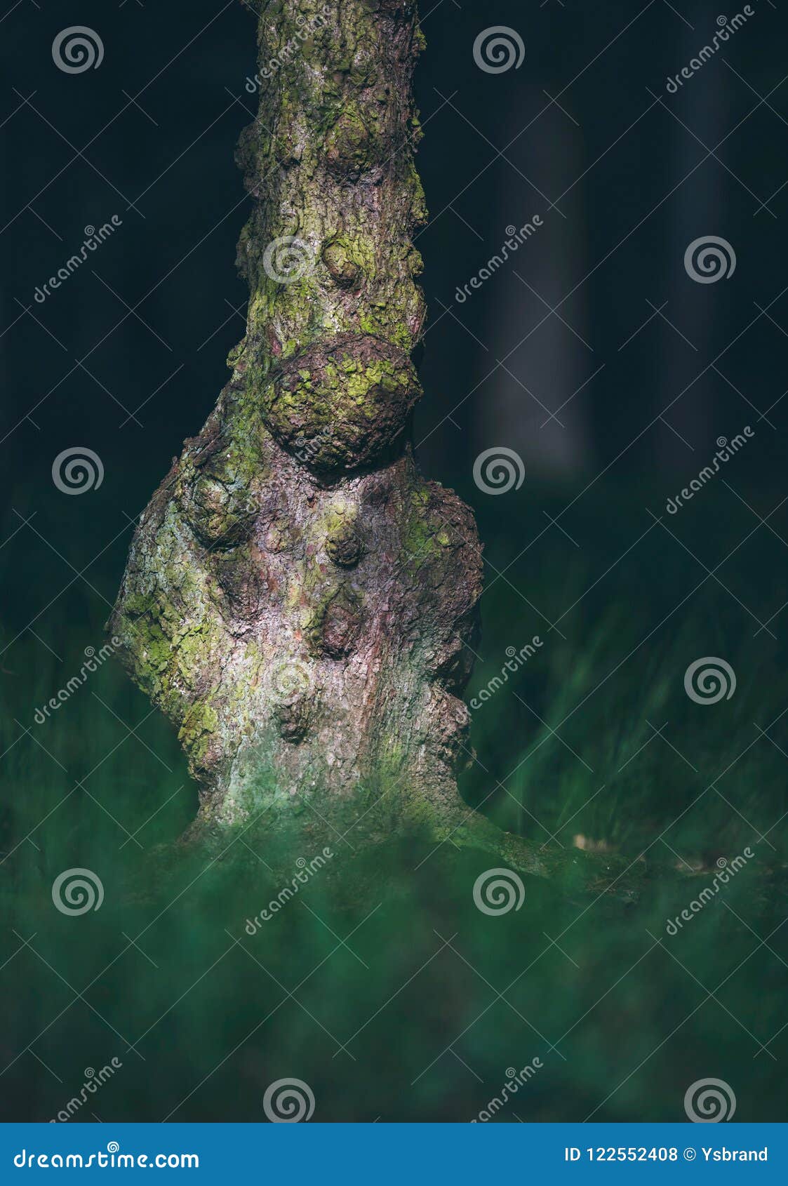Old Knobby Tree Trunk in Forest. Stock Photo - Image of woods, garden ...