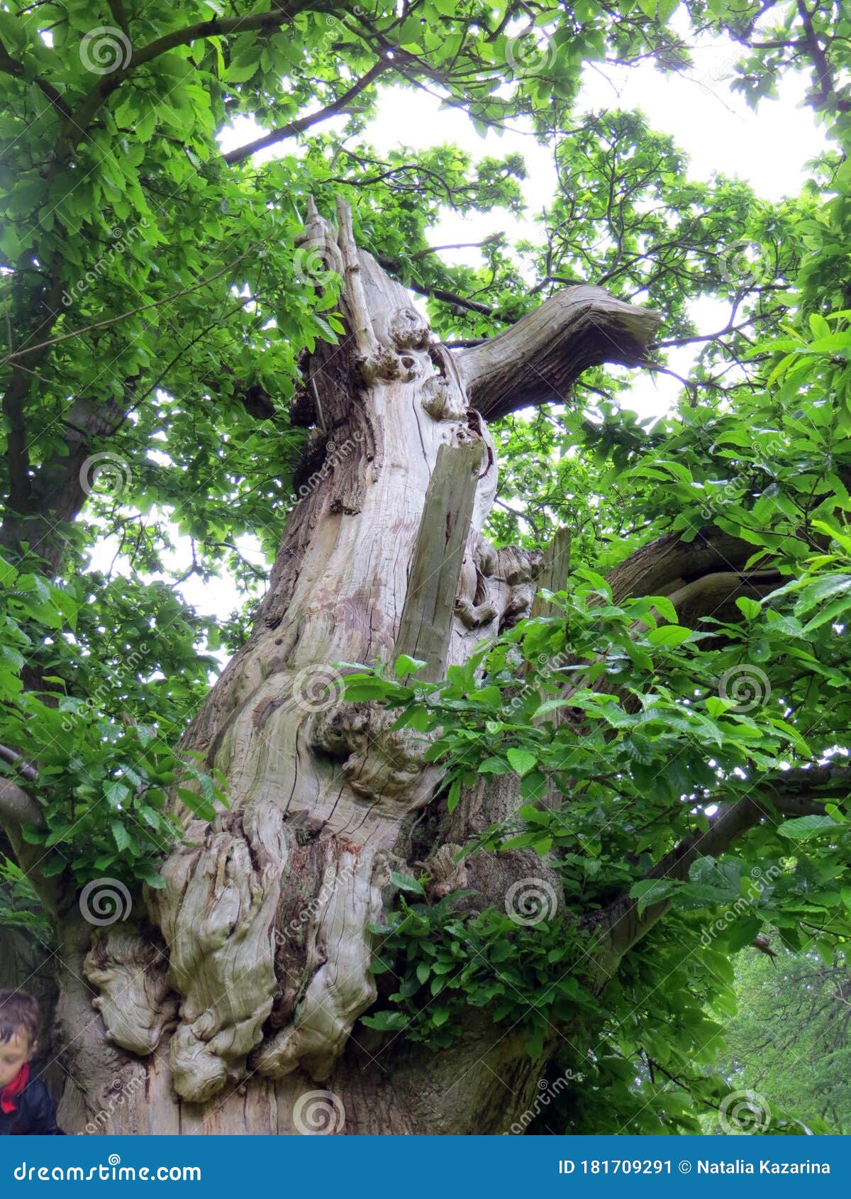 Old Knotted Textured Tree with a Hollow on the Backdrop of the Summer ...