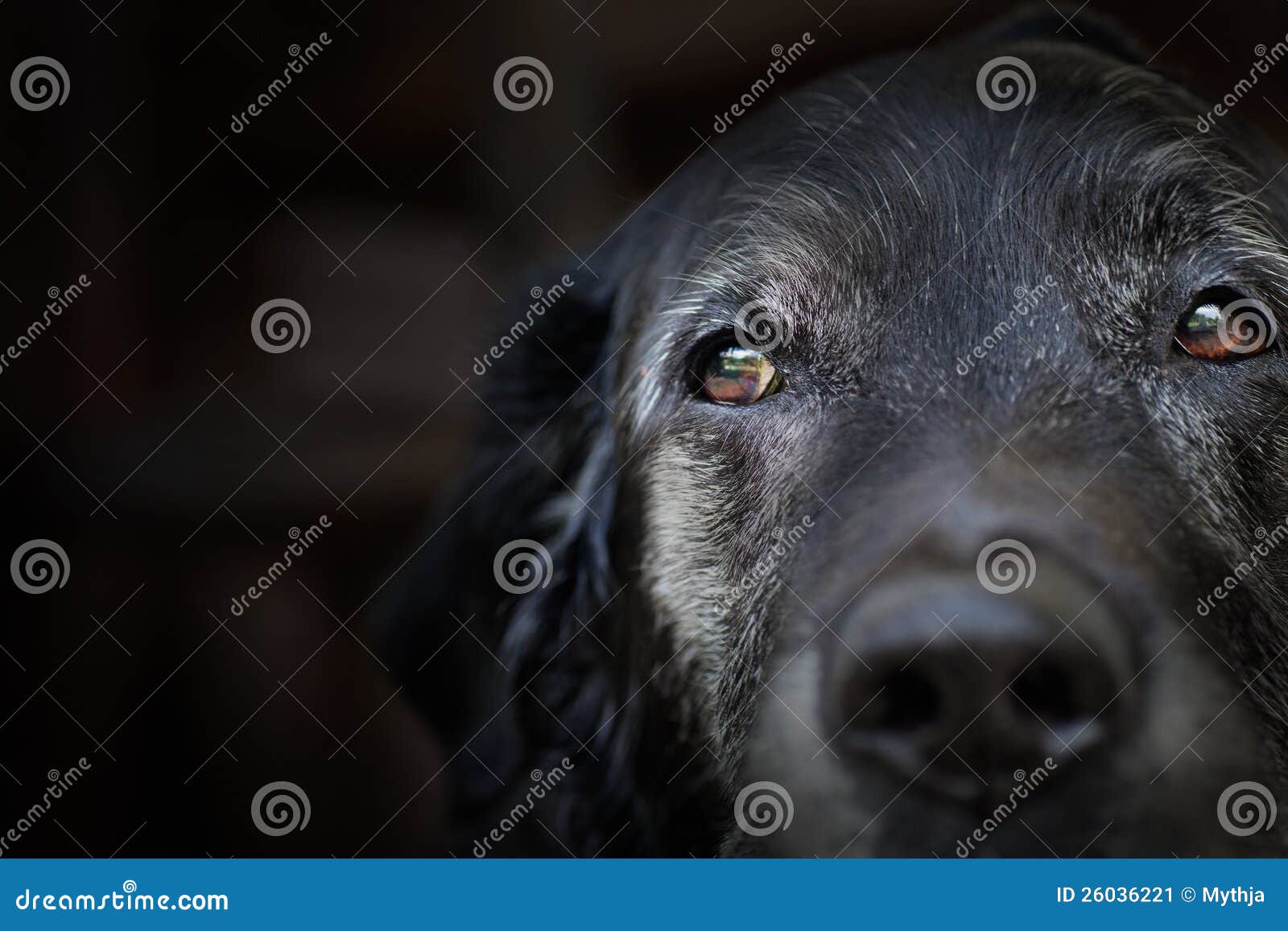 Old labrador retriever. stock image. Image of love, domestic - 26036221