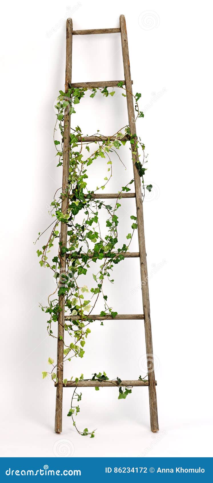 Old Ladder Decorated with Ivy Twigs Stock Photo - Image of twigs ...