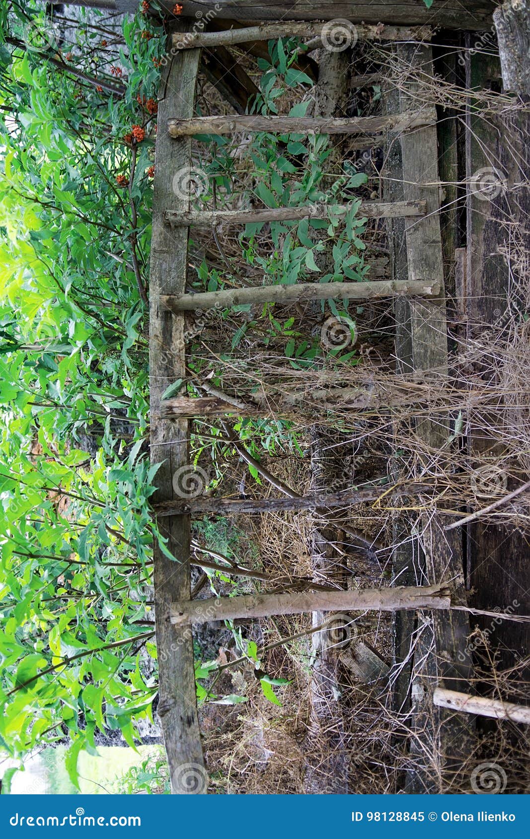 Old ladder in a forest stock image. Image of grass, leaf - 98128845