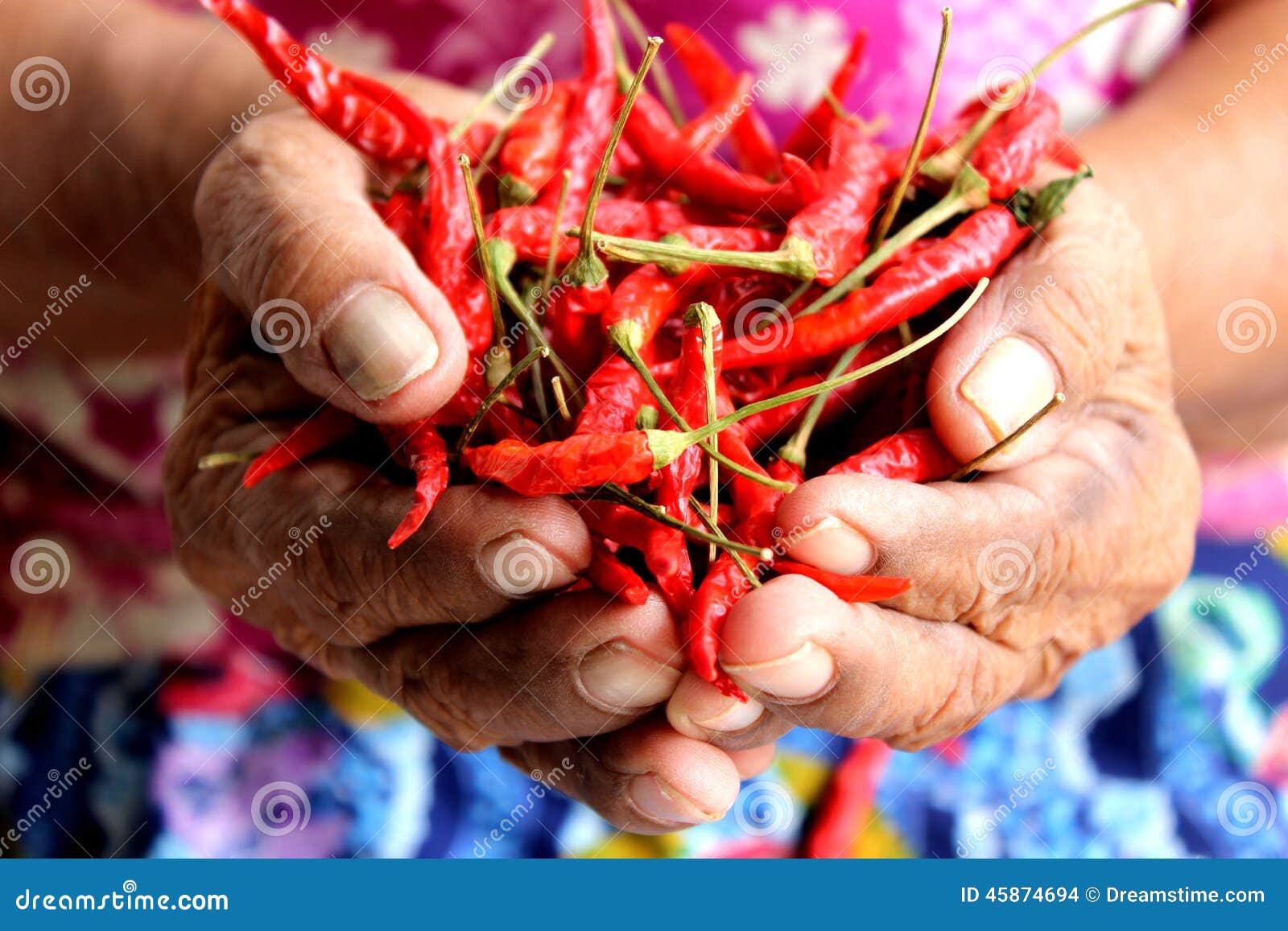 Old lady hold dry chili stock photo. Image of local, herbs - 45874694