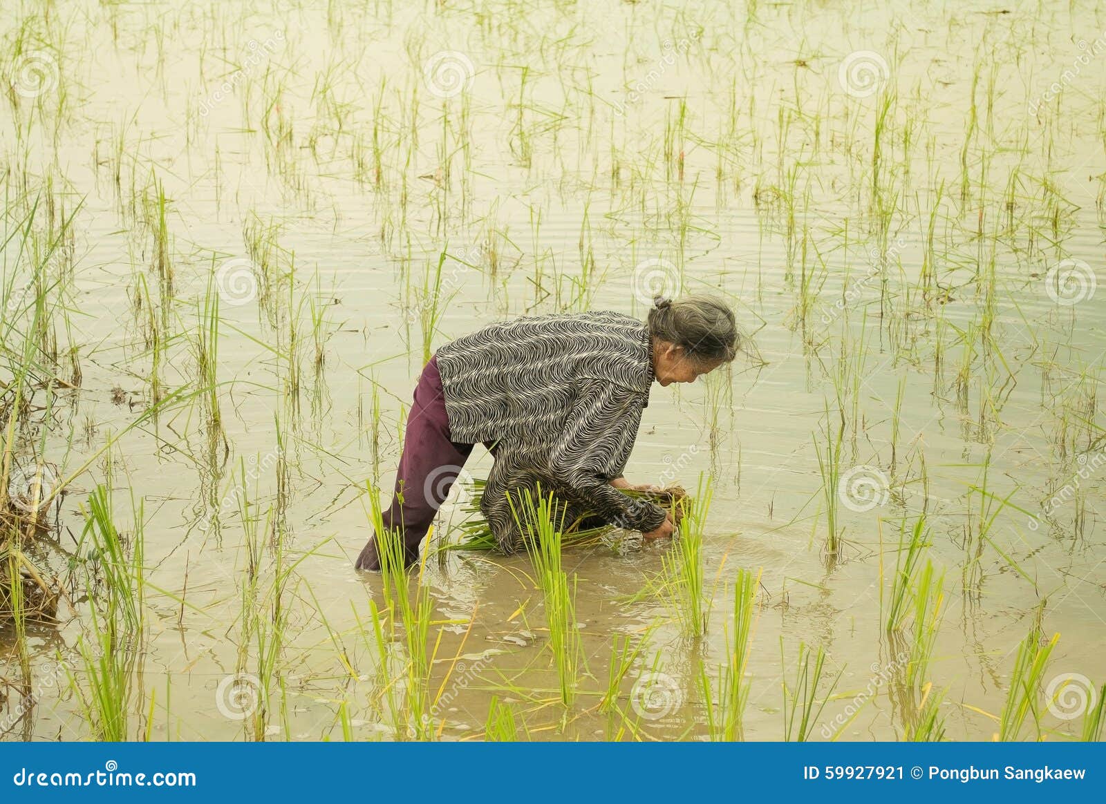 Farmer Working Growing Rice in Rice Field Editorial Photo - Image of ...