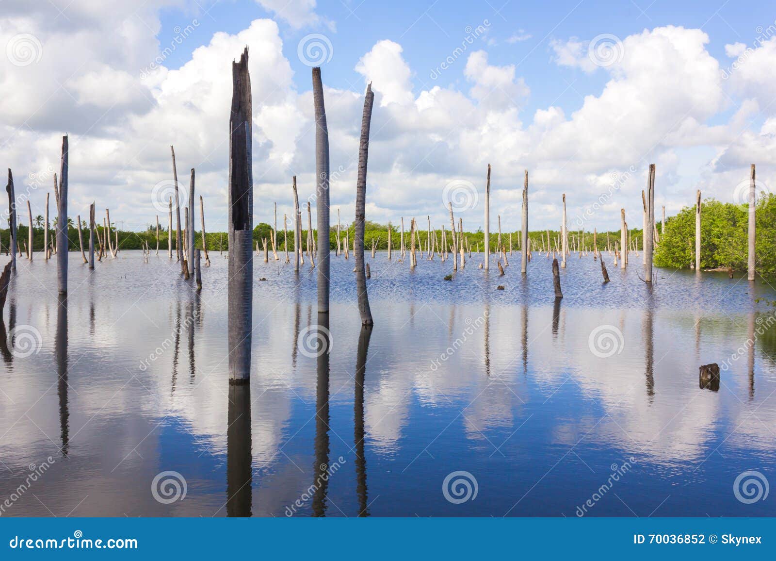 The Old Lake stock photo. Image of nonurban, nature, forest - 70036852