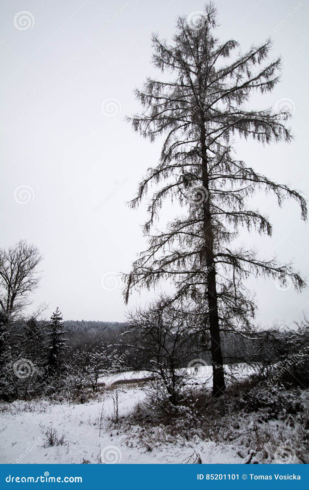 An old larch stock image. Image of blansko, snow, isolation - 85201101