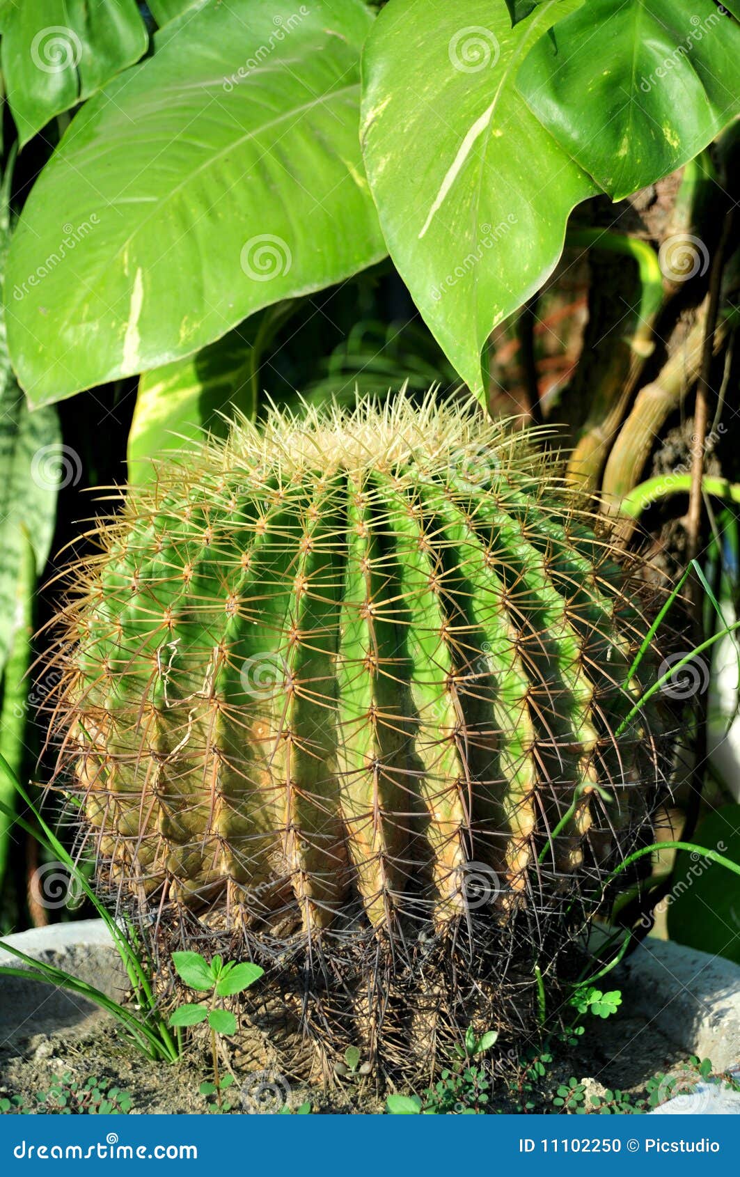 Old large cactus stock photo. Image of sunny, garden - 11102250
