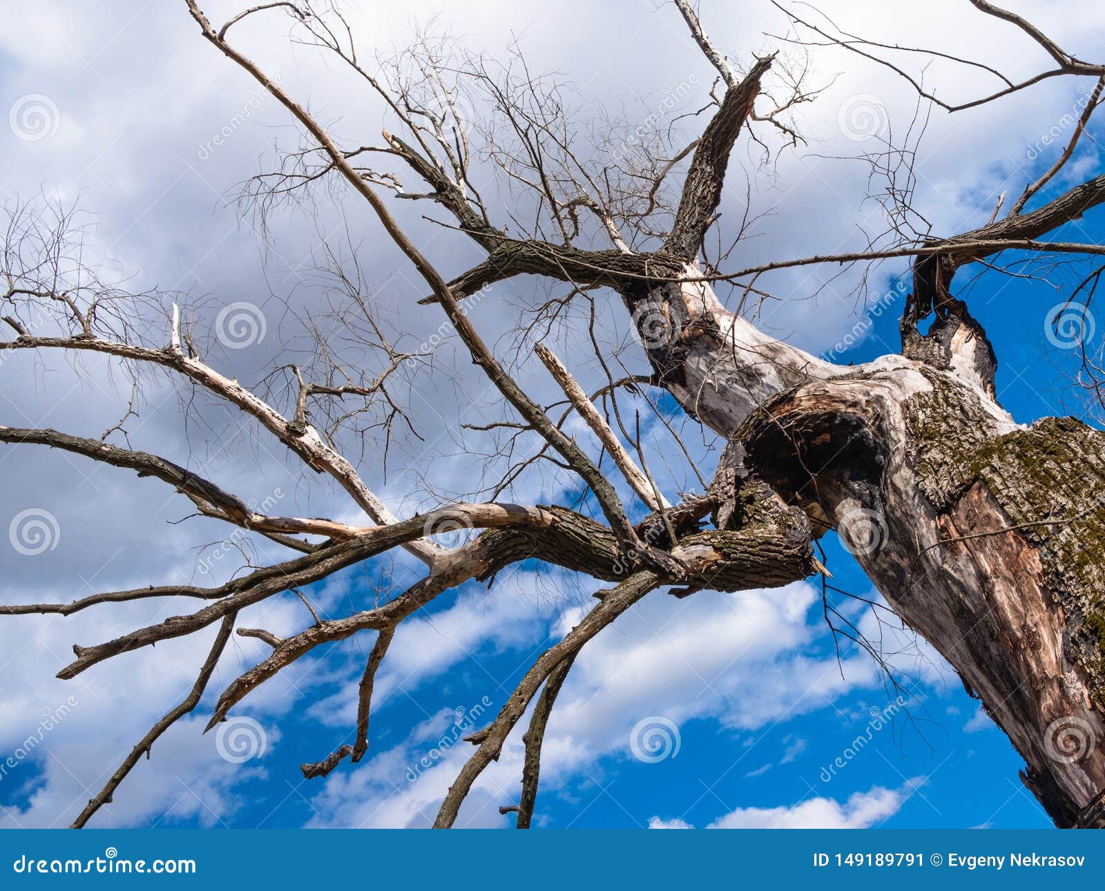 An Old Large Dead Tree Stretches Its Branches As If it Were As If with ...