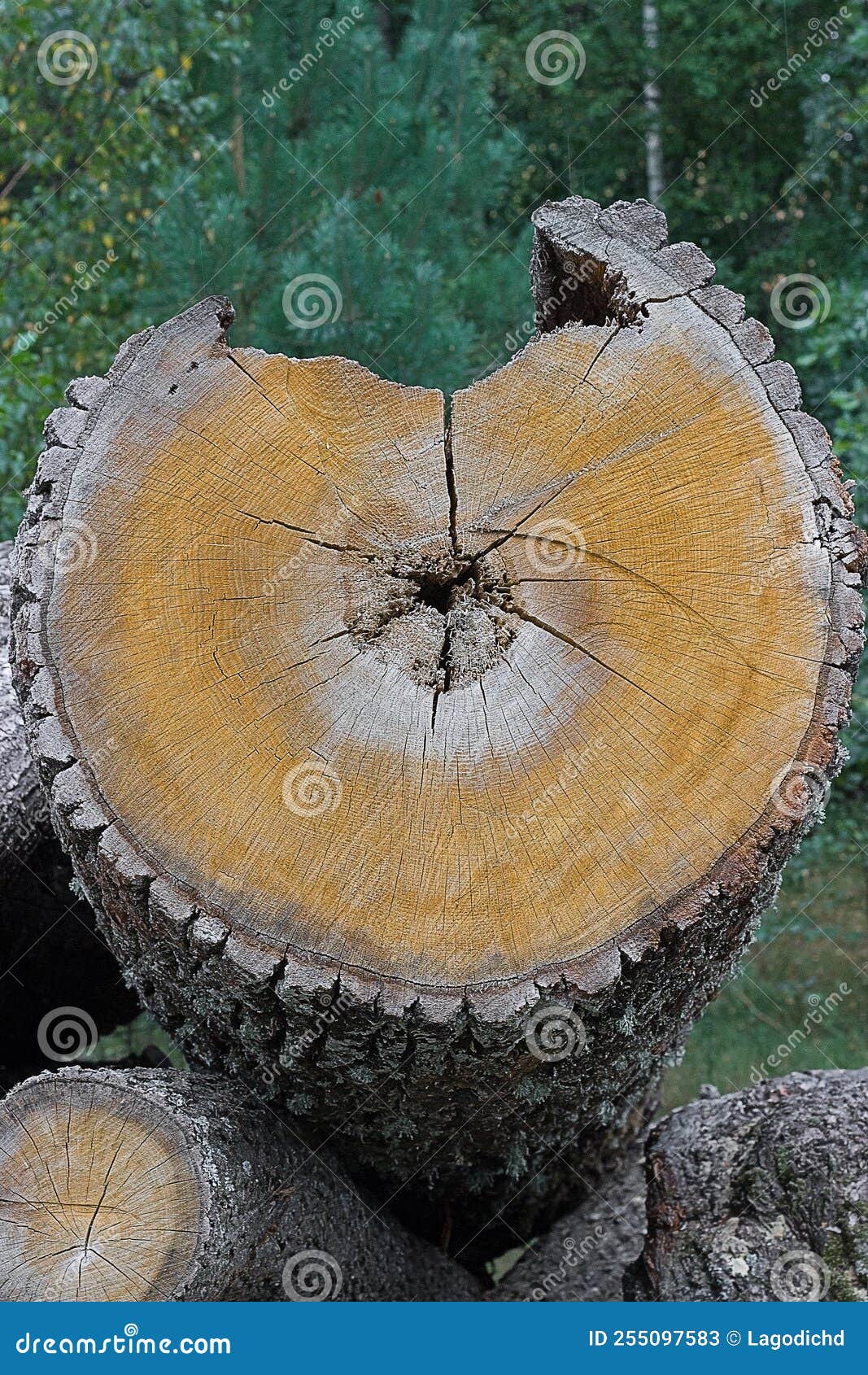 An old large dry sawn tree stock image. Image of grain - 255097583