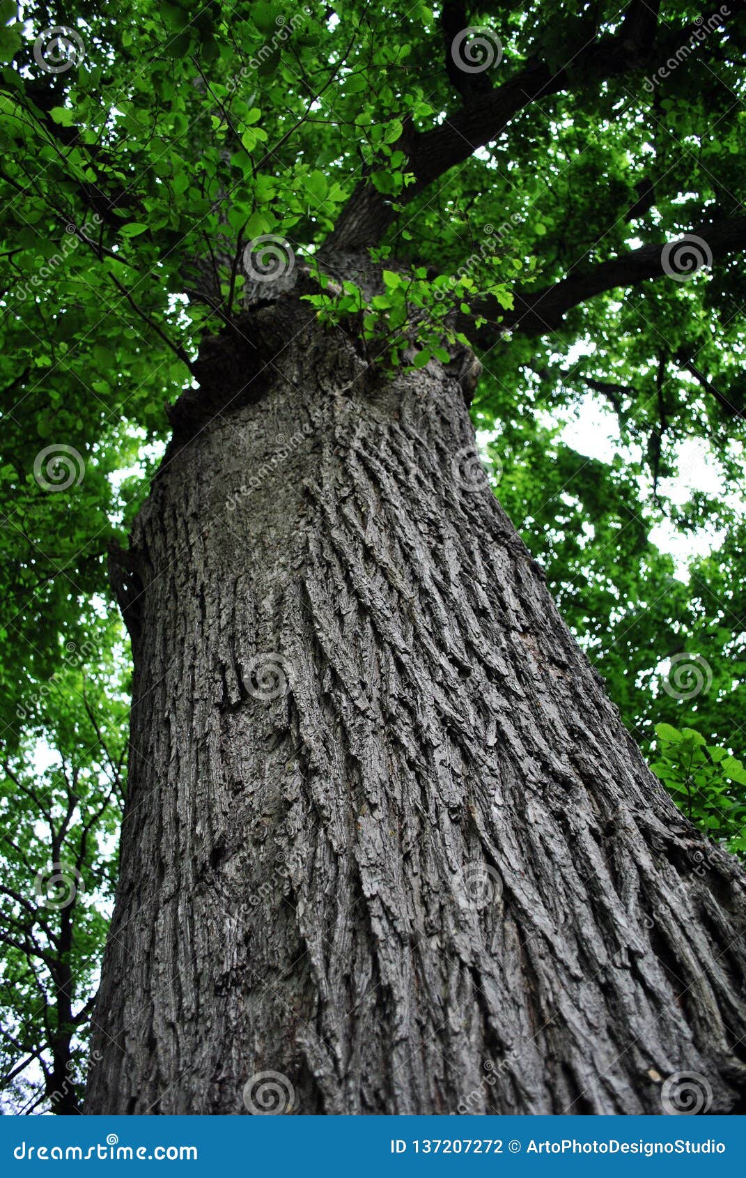 Old Large Hazelnut Tree View from Ground on Top, Close Up Trunk Texture ...