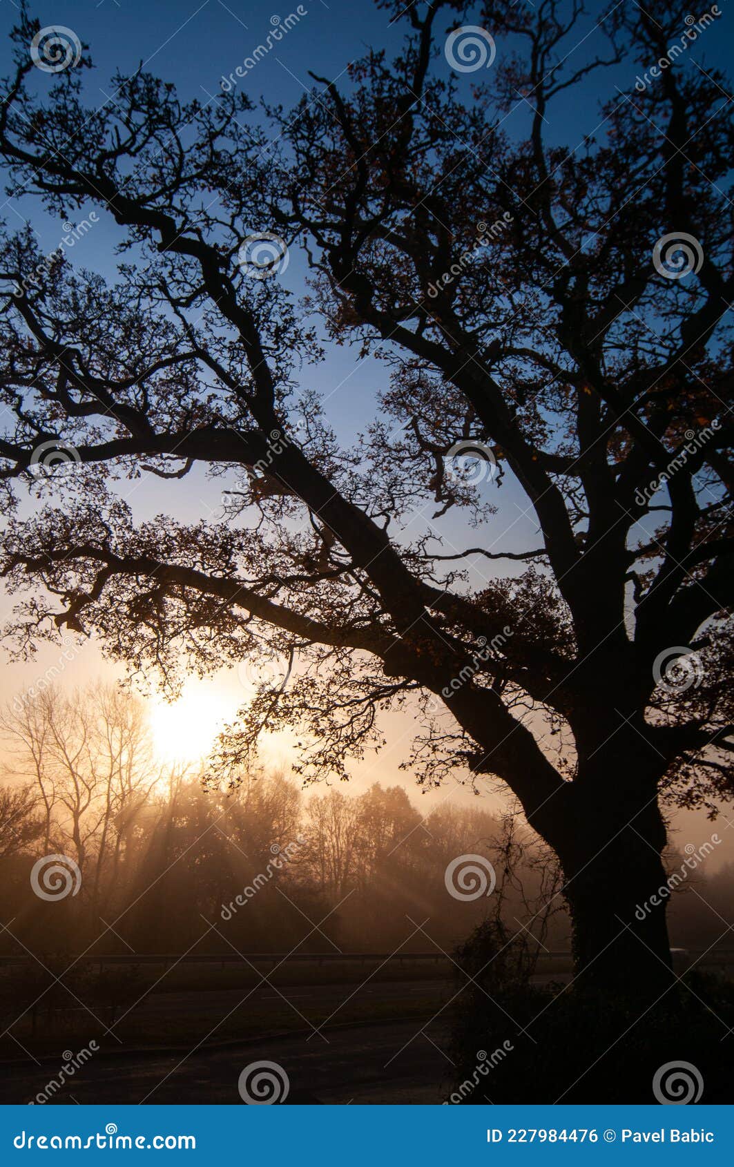 Old, Large Oak Tree in Sun Light on Sunset. Stock Photo - Image of ...