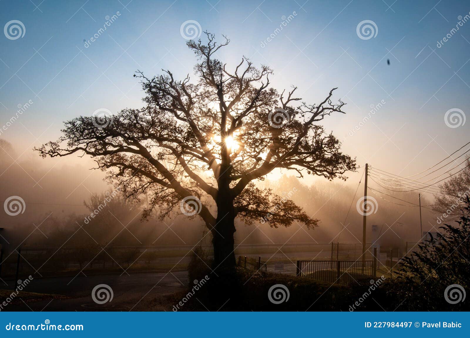 Old, Large Oak Tree in Sun Light on Sunset. Stock Image - Image of ...