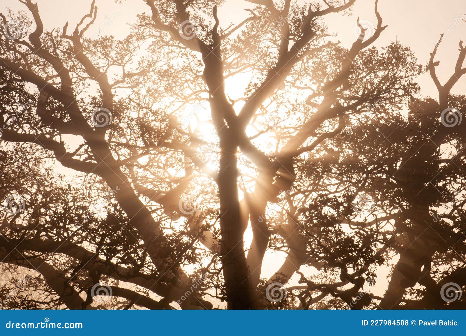 Old, Large Oak Tree in Sun Light on Sunset. Stock Photo - Image of tree ...