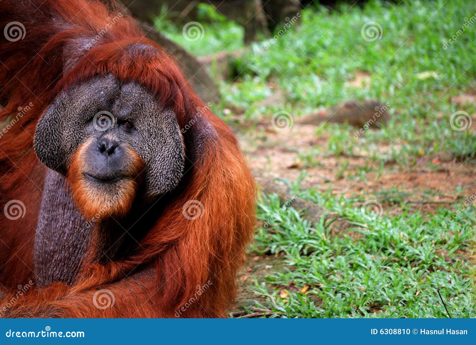 Old Large Orangutan Hanging Stock Photo - Image of brown, face: 6308810