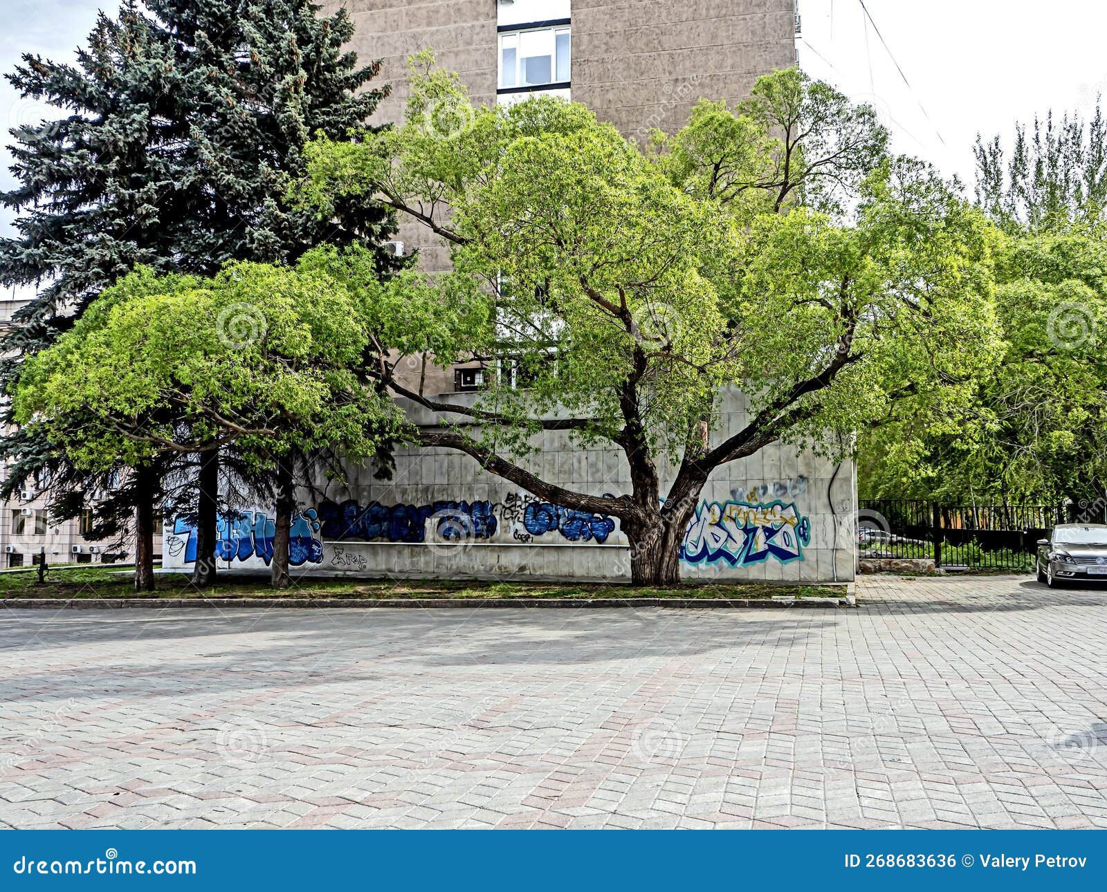 Old Large Spreading Tree Near the Building Stock Photo - Image of ...