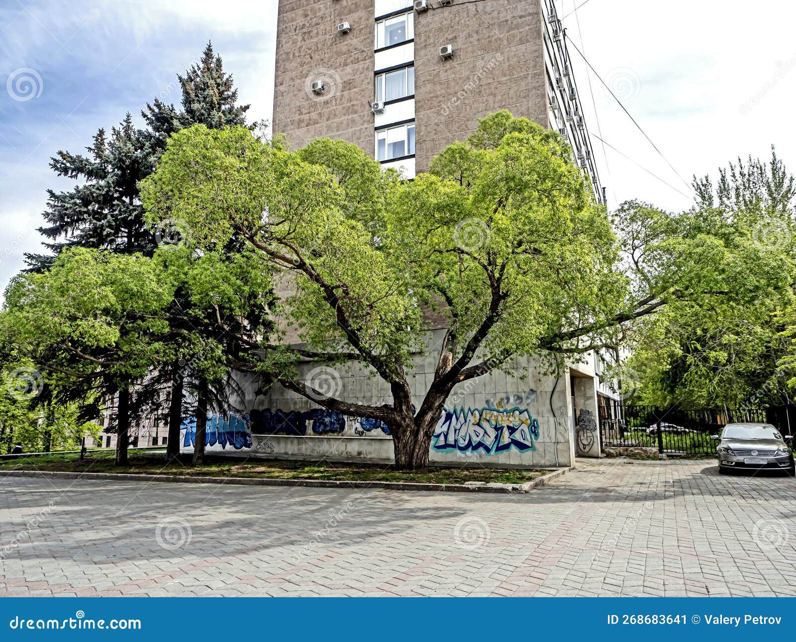 Old Large Spreading Tree Near the Building Stock Image - Image of ...