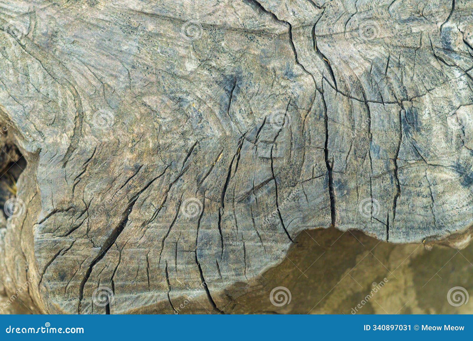 An Old Large Stump of Cut Wood with Deep Longitudinal Cracks. Black ...