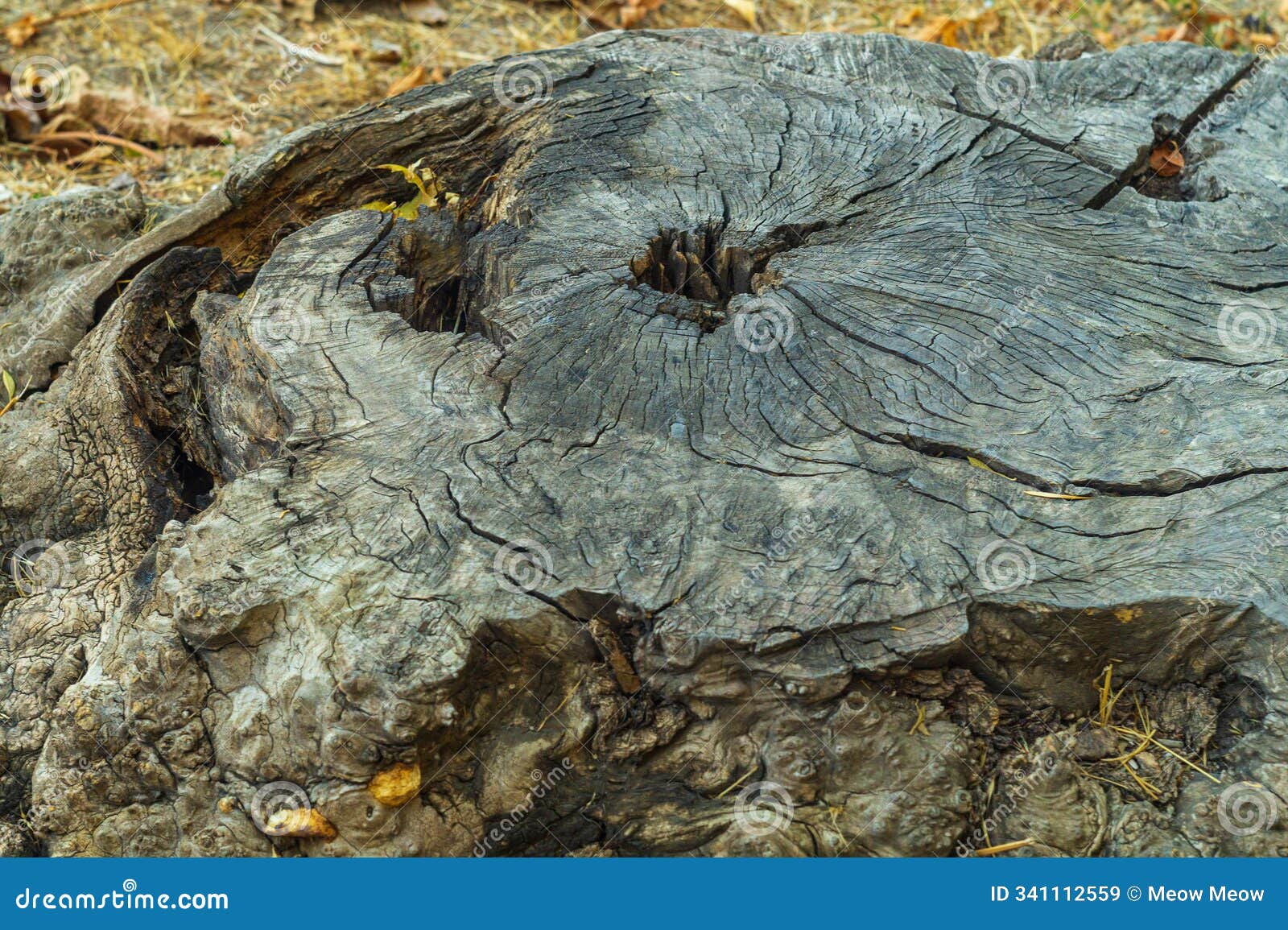 An Old Large Stump of Cut Wood with Deep Longitudinal Cracks. Black ...