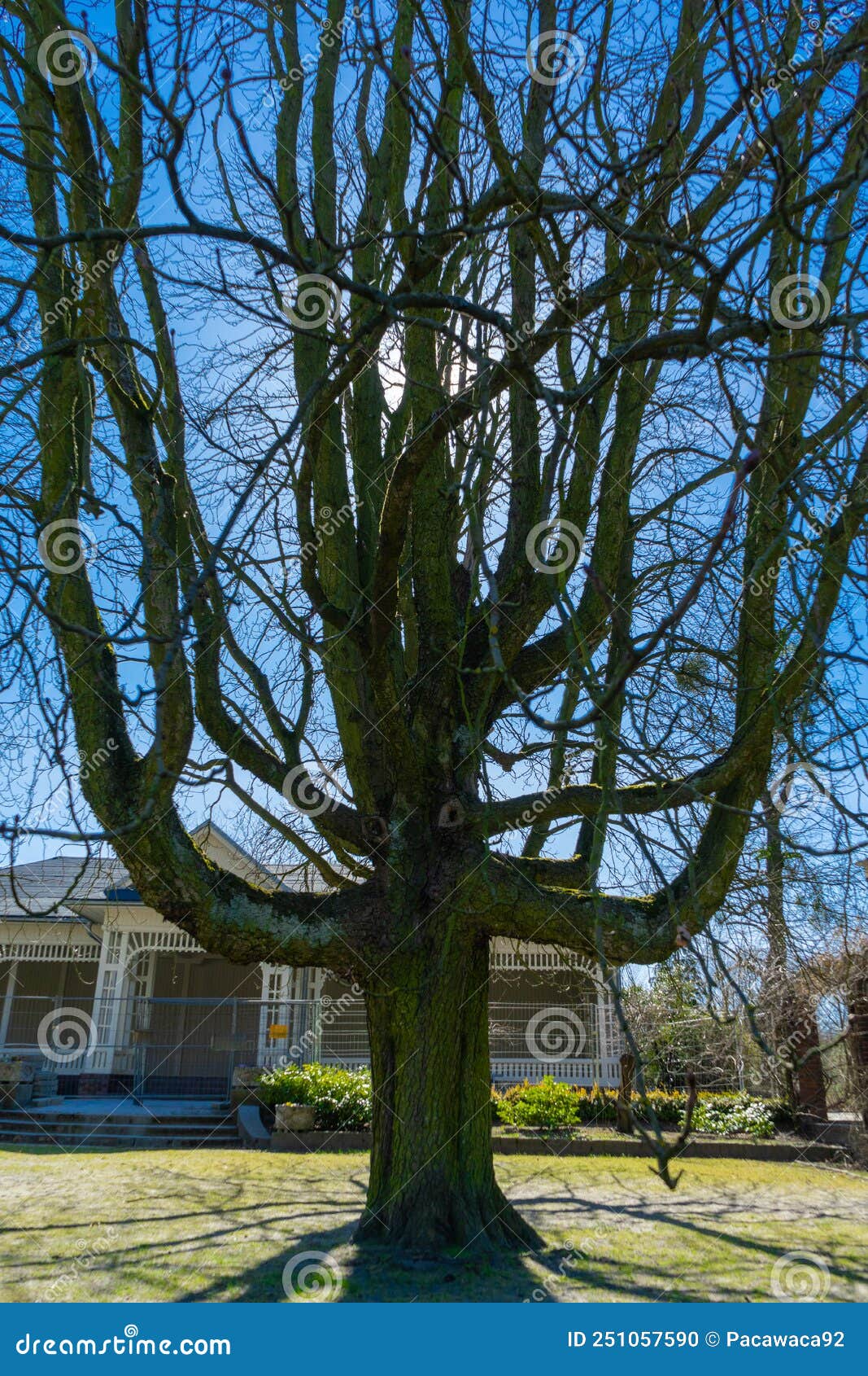 An Old Large Tree with Beautiful Spreading Crown without Foliage Stock ...