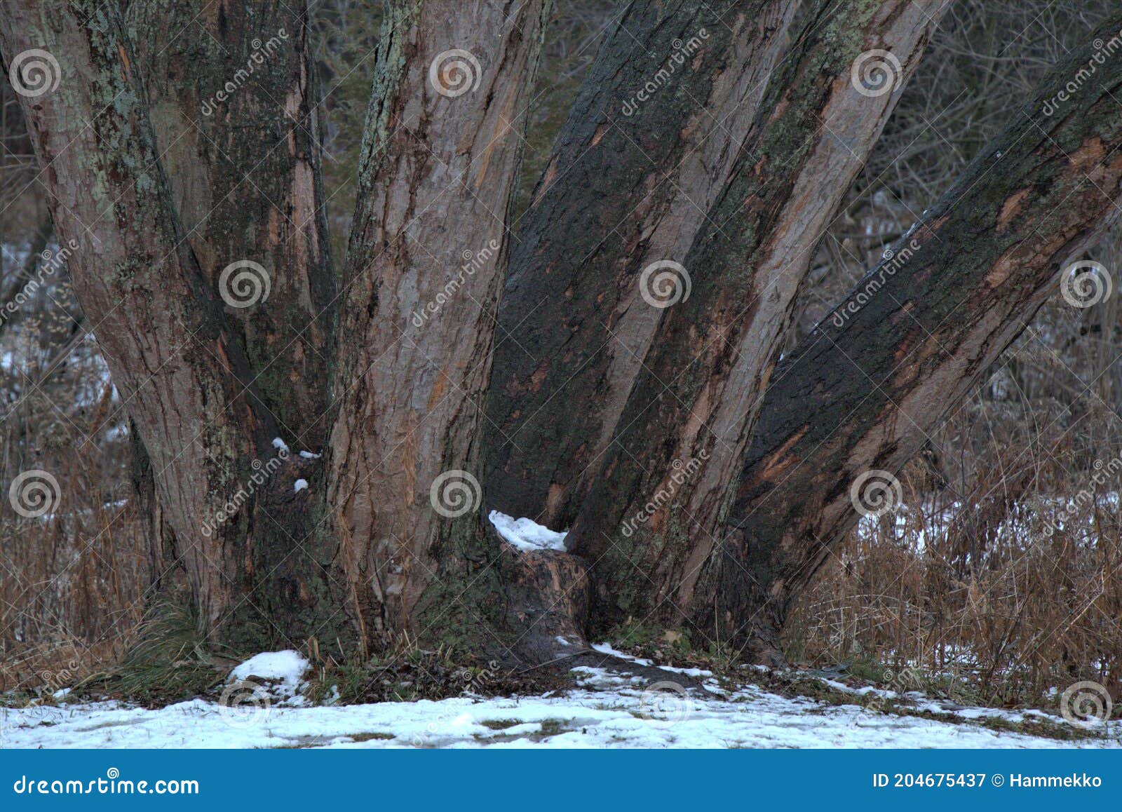 Old Large Tree with Many Branches Stock Image - Image of brown ...