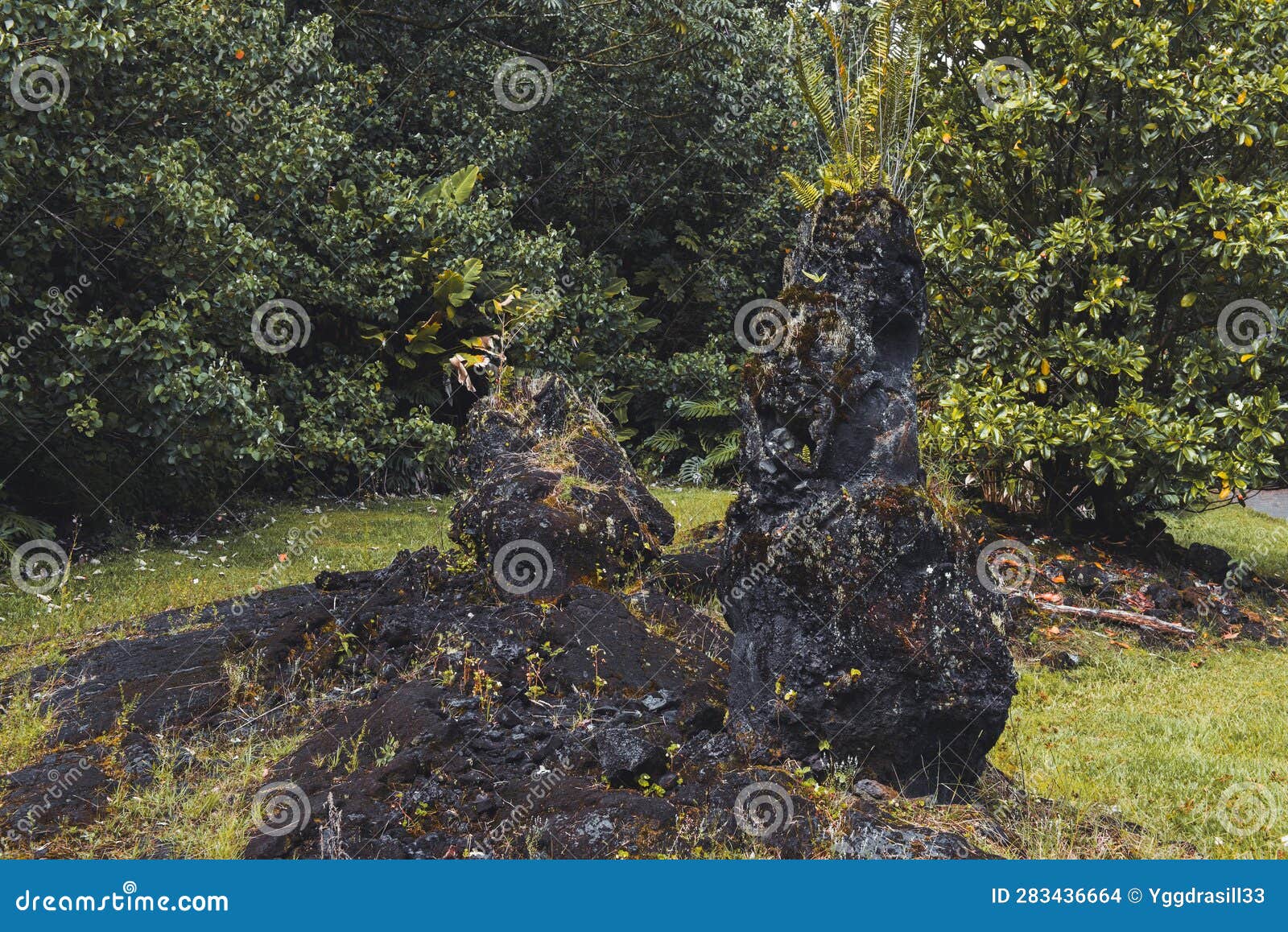 Old Lava Flow Petrified Trees Stock Photo - Image of island, park ...