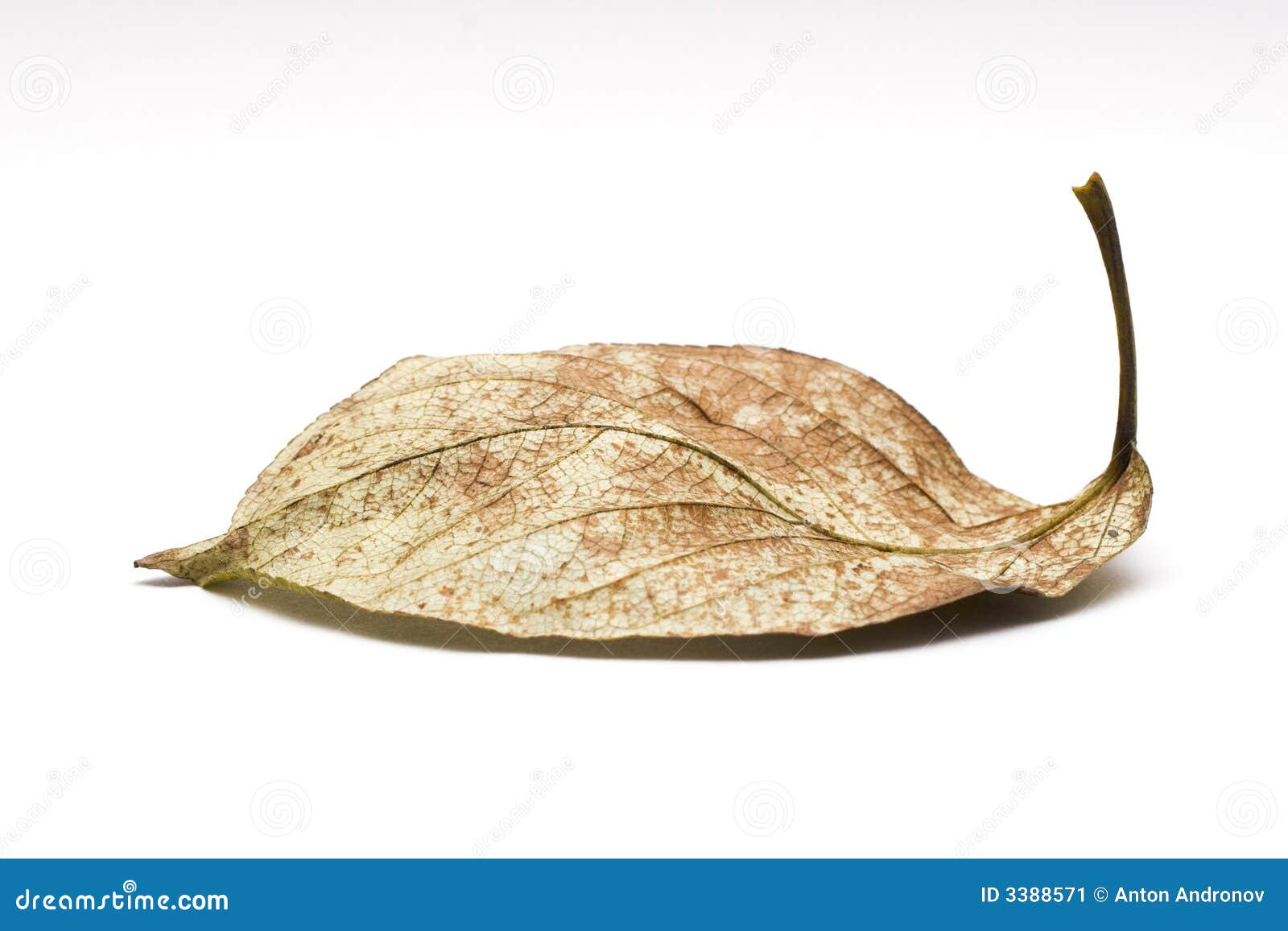 Old leaf stock image. Image of multi, obsolete, textured - 3388571