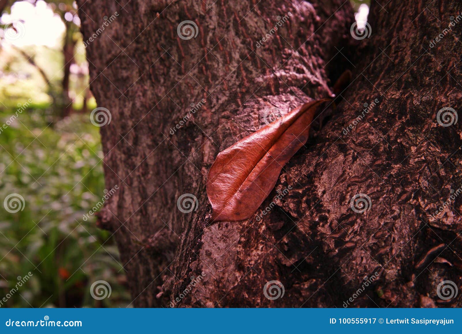 The old leaf dropped stock image. Image of tree, vintage - 100555917