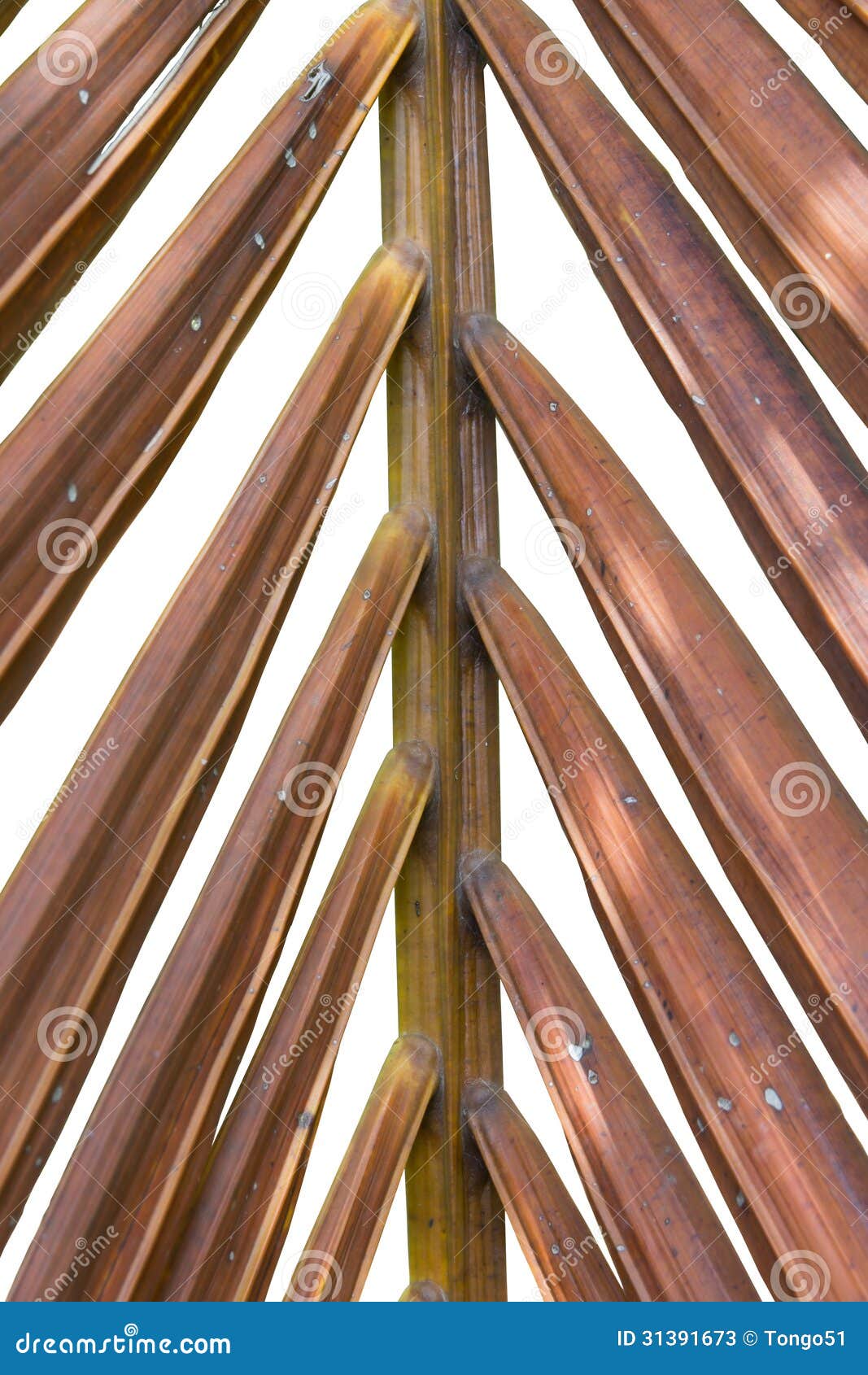 An old leaf stock image. Image of season, green, isolated - 31391673