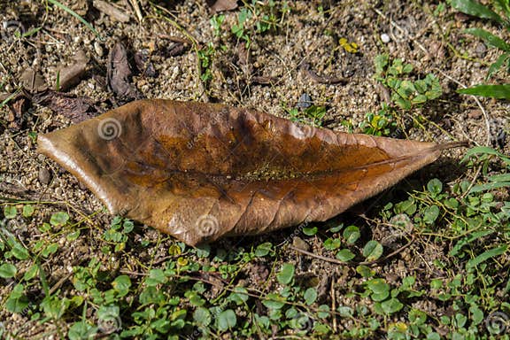 Old leaf fall stock image. Image of park, branch, aged - 78130833