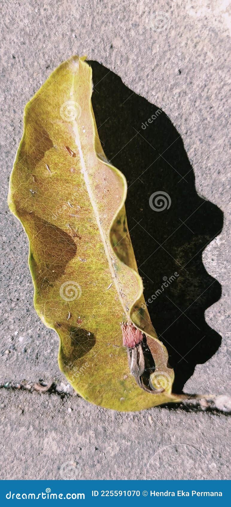 An Old Leaf that Fell on the Path Stock Photo - Image of path, fell ...
