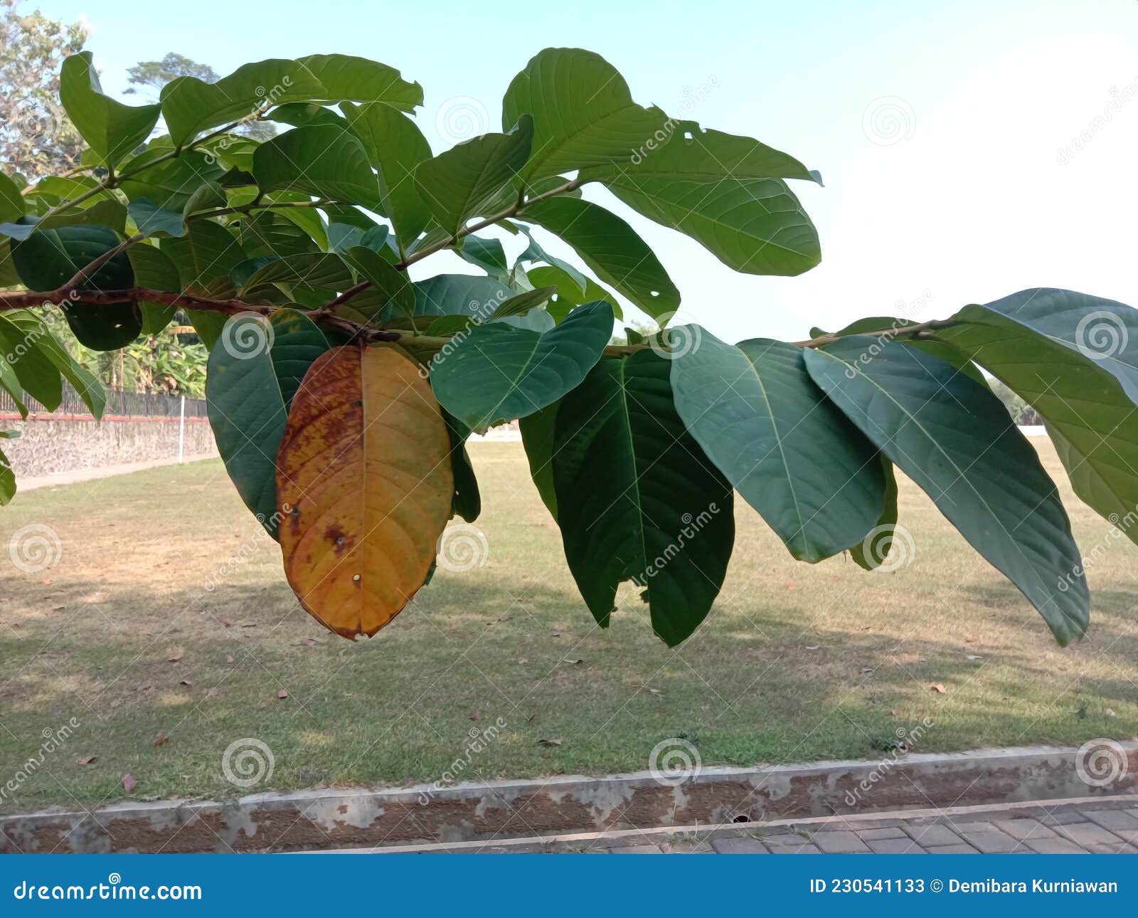 An Old Leaf among the Green Leaves Stock Image - Image of falling ...