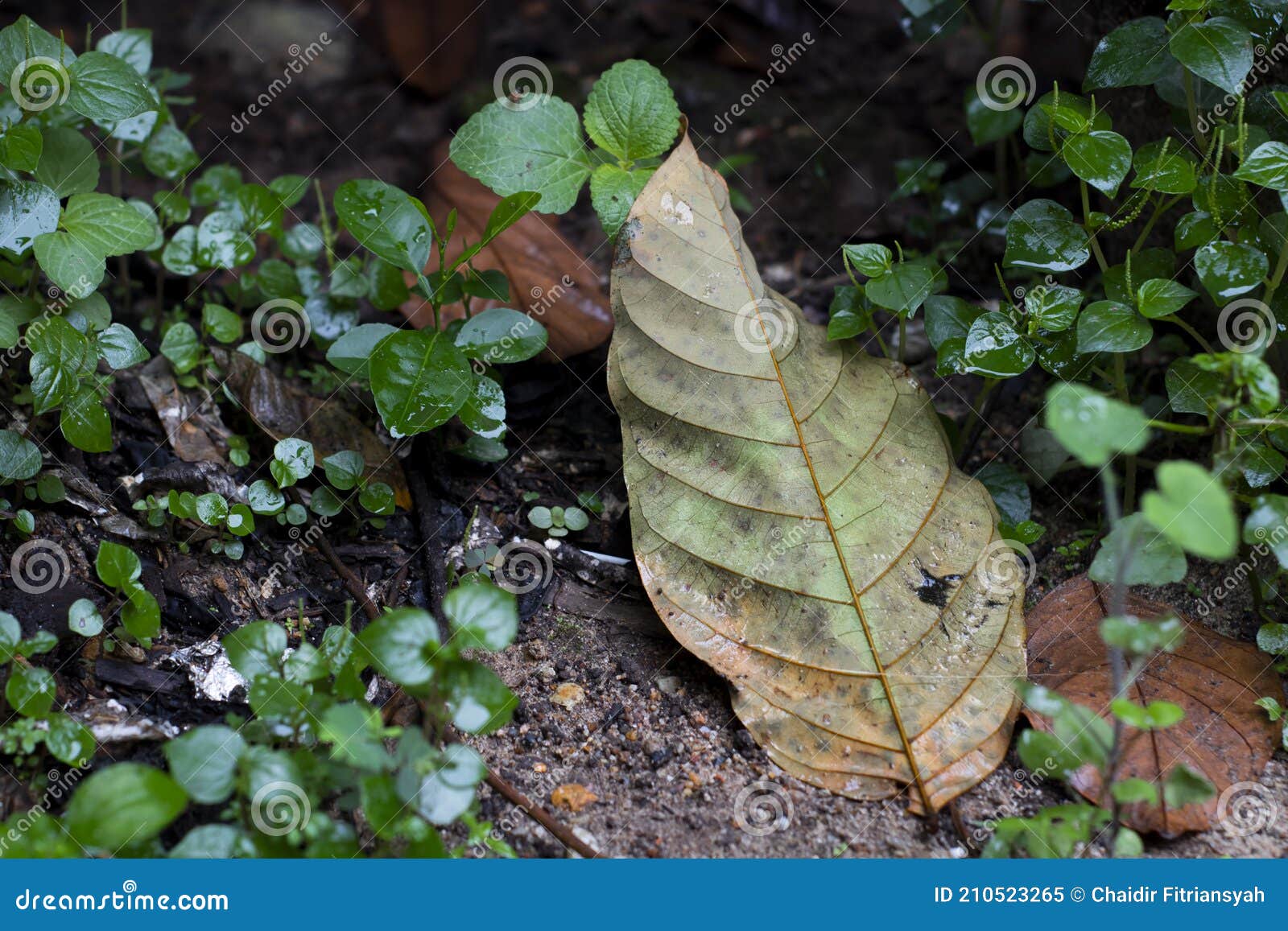 Old leaf on the ground stock image. Image of beautiful - 210523265