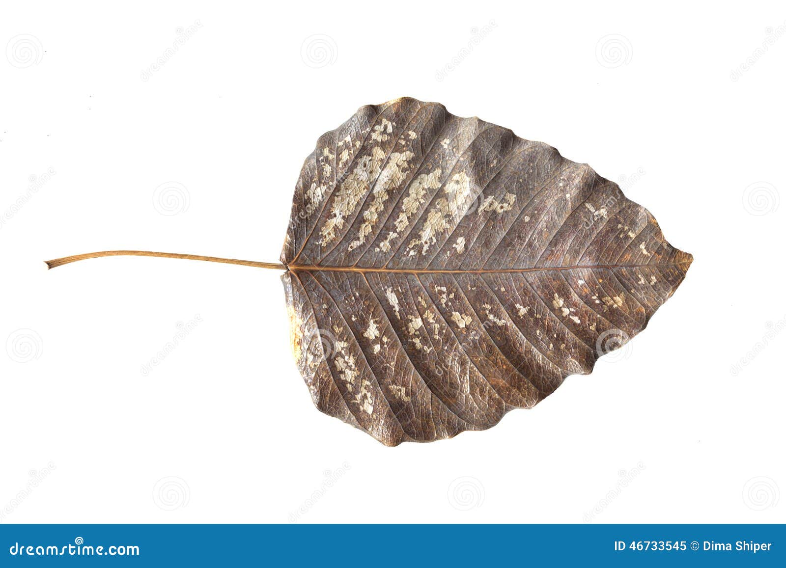 Old Leaf Isolated for Your Great Designs Stock Image - Image of ...
