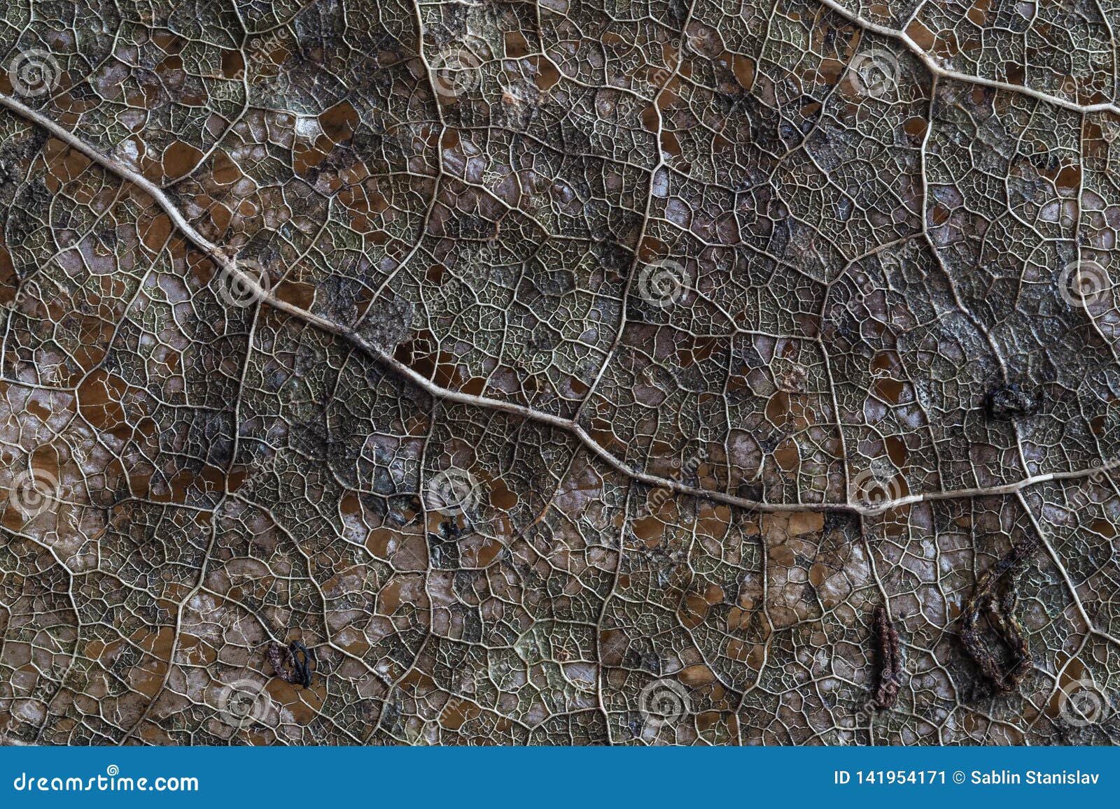 Old Leaf Macro Texture. Brown Leaf Texture Stock Image - Image of ...