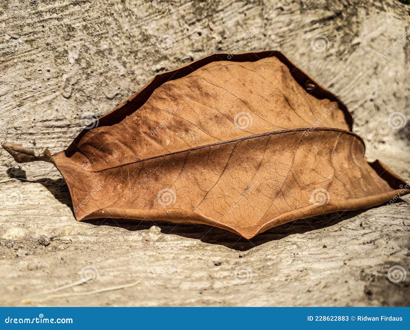 Old Leaf stock image. Image of carving, wood, ground - 228622883