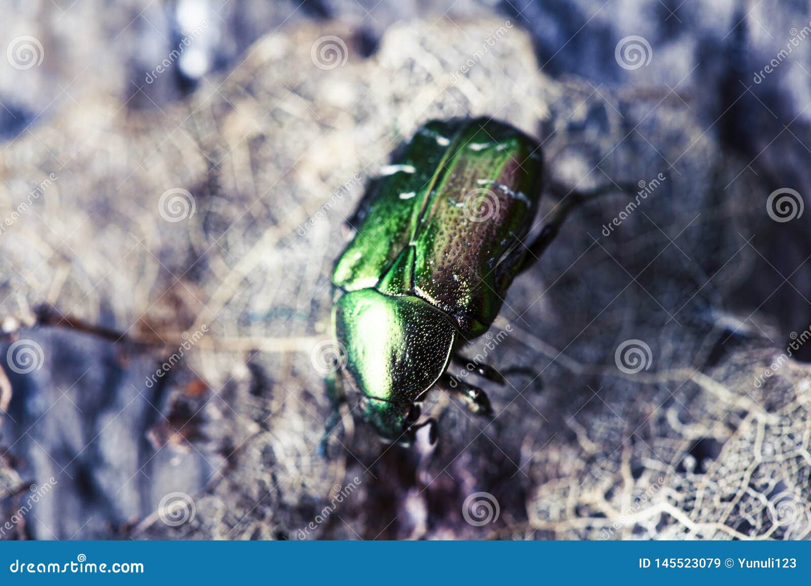 Old Leaf Skeleton on Dark Wood with Bug on it, Nature Texture Close Up ...