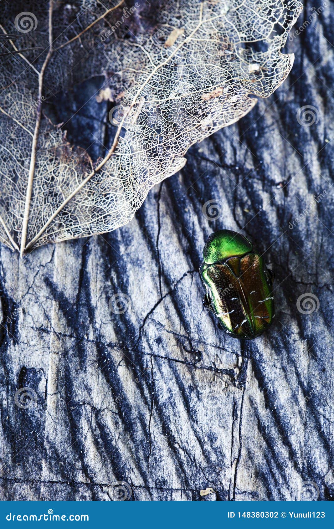 Old Leaf Skeleton on Dark Wood with Bug on it, Nature Texture Close Up ...