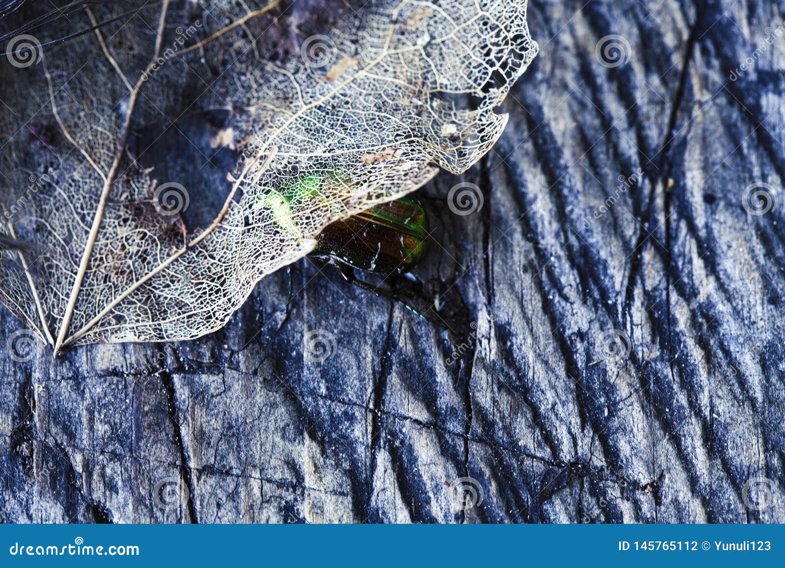 Old Leaf Skeleton on Dark Wood with Bug on it, Nature Texture Close Up ...