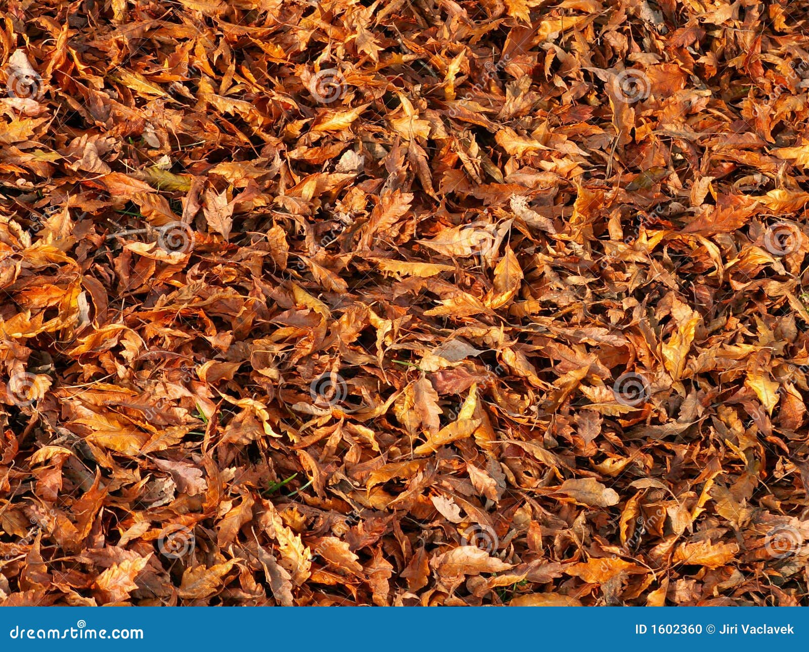 Old leaf texture stock photo. Image of land, detail, forest - 1602360