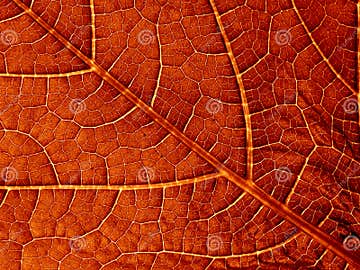 Old leaf texture stock image. Image of mesh, veins, bright - 9735989