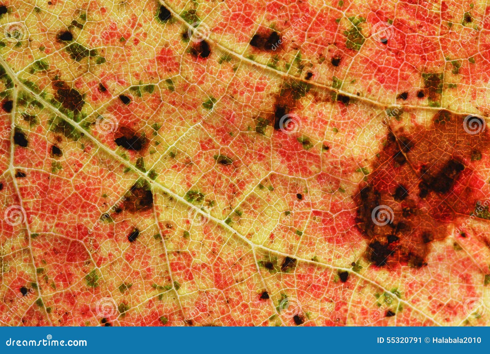 Old leaf texture stock image. Image of ecological, dramatic - 55320791