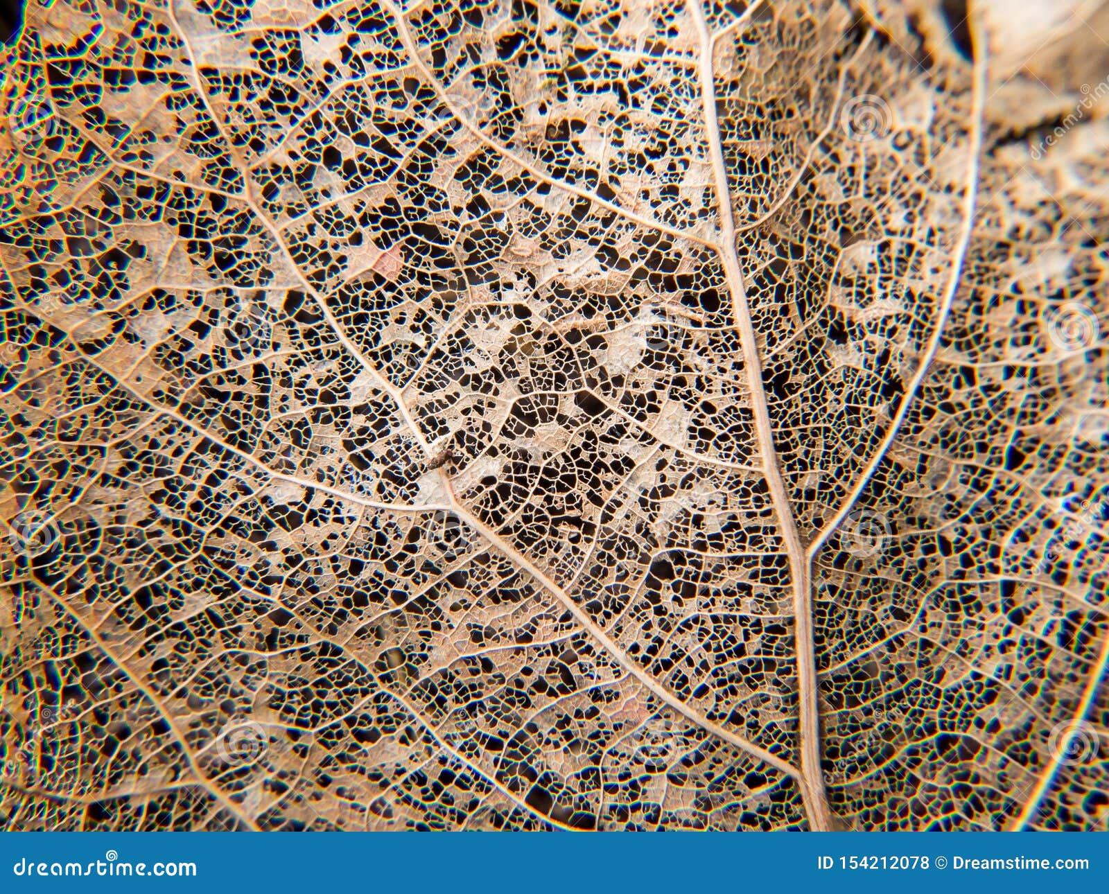 Old Leaf Texture Gold Brown Stock Photo - Image of texture, closeup ...