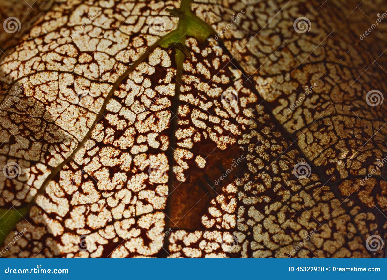 Old leaf texture stock photo. Image of plant, close, beauty - 45322930