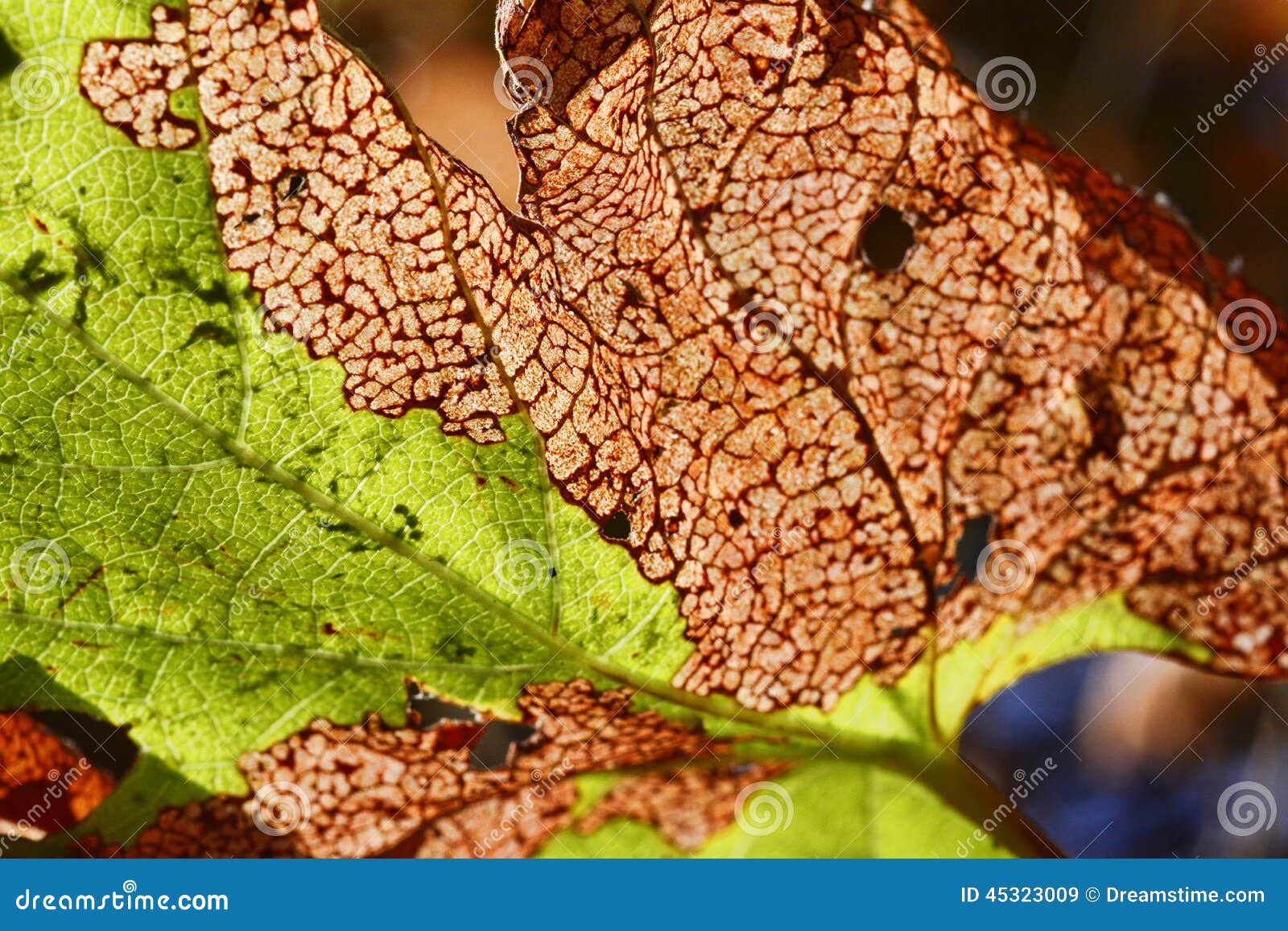 Old leaf texture stock image. Image of symbol, close - 45323009